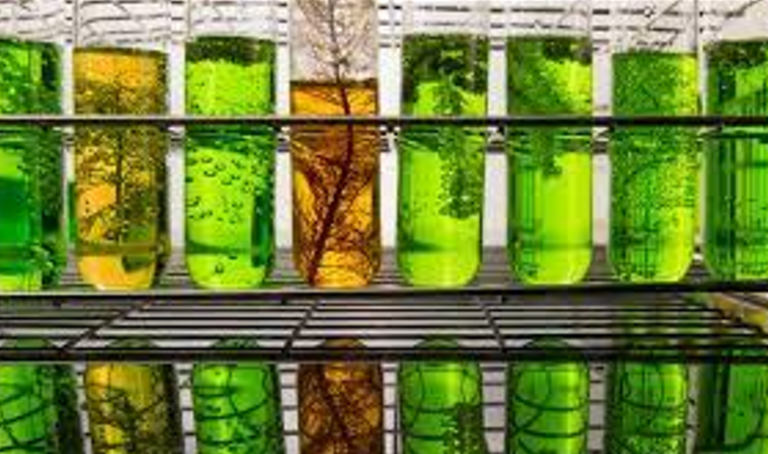 The History of Biofuels: Pioneering the Future of Energy