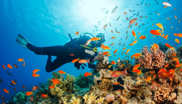 The Deep Evolution: Uncovering the History of Diving