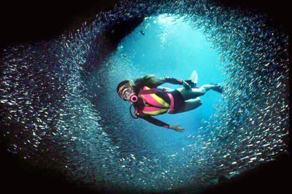 The Deep Evolution: Uncovering the History of Diving